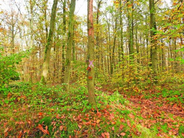 Forêt de Bois-d’Arcy : un écrin naturel préservé - liti.fr